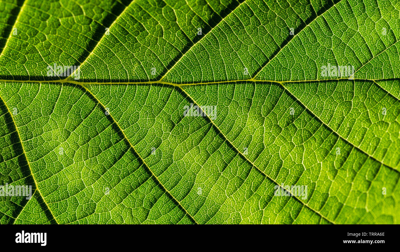 Hazel leaf abstract hi-res stock photography and images - Alamy