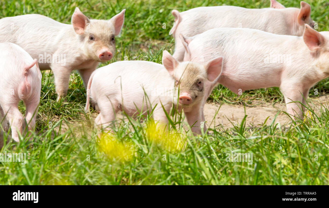 Happy pigs on a blossoming meadow in spring in Denmark Stock Photo - Alamy