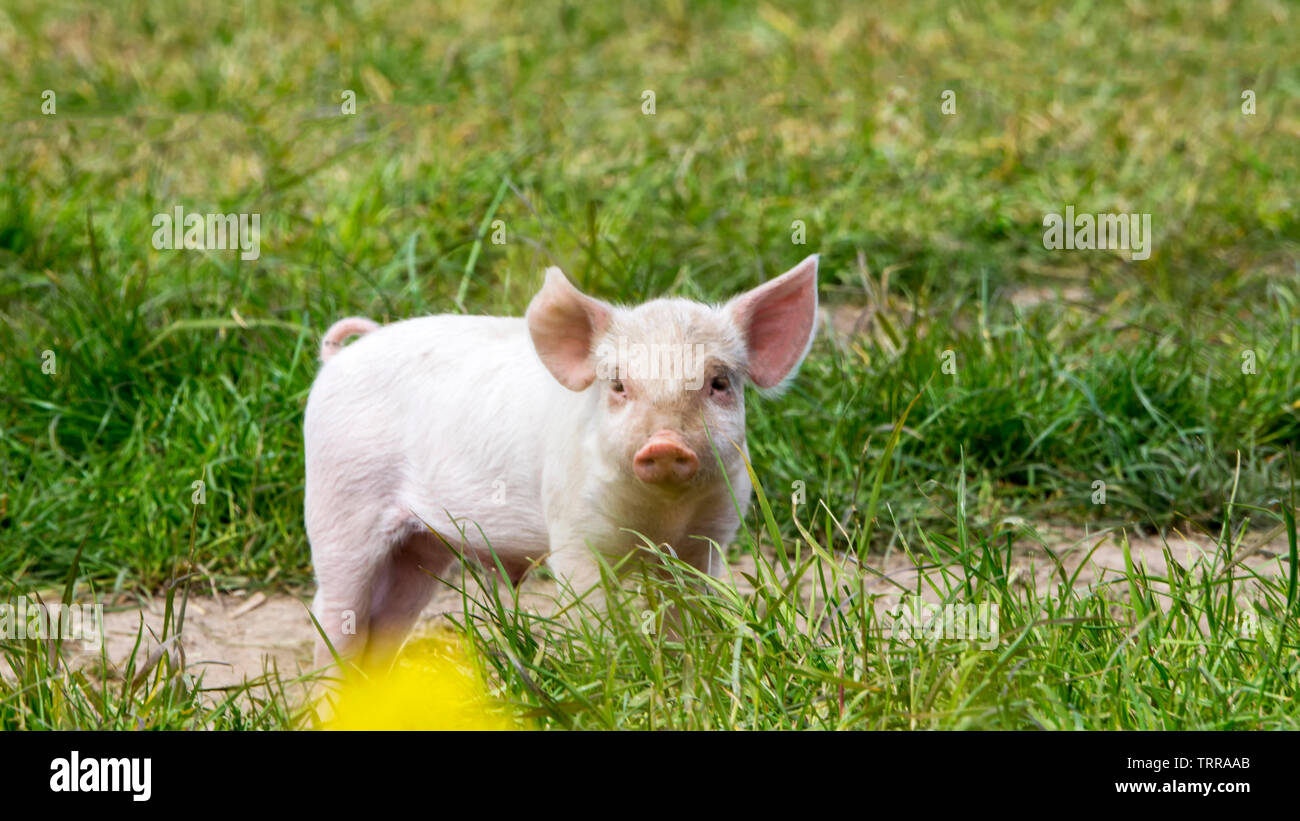 Pig Farm Denmark High Resolution Stock Photography and Images - Alamy