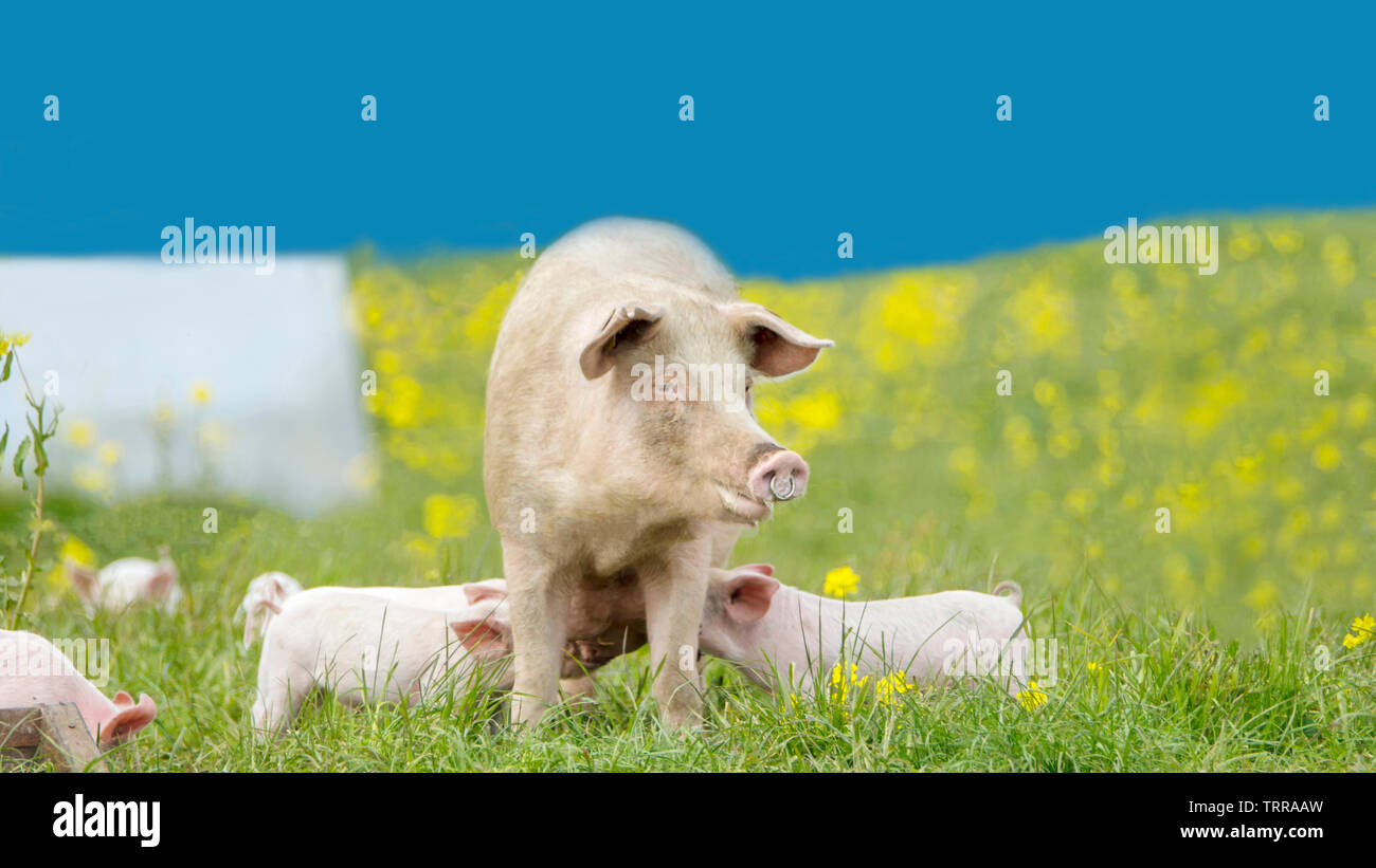 Happy pigs hi-res stock photography and images - Alamy