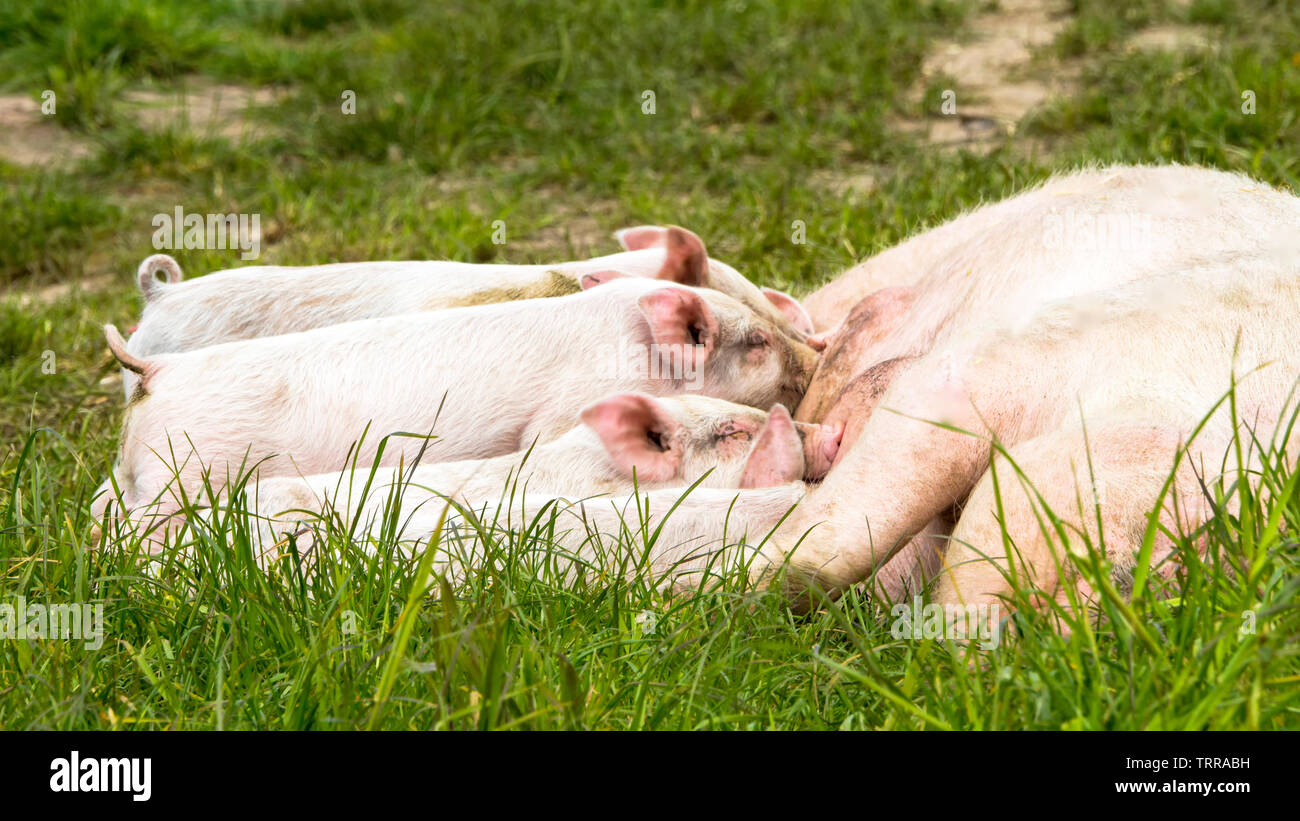 Pig farm denmark hi-res stock photography and images - Alamy