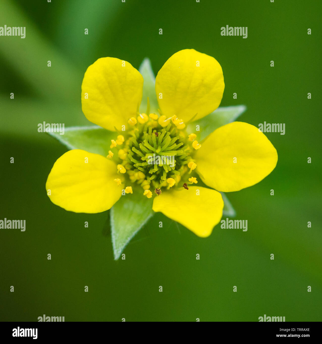 Yellow flower wood avens hi-res stock photography and images - Alamy