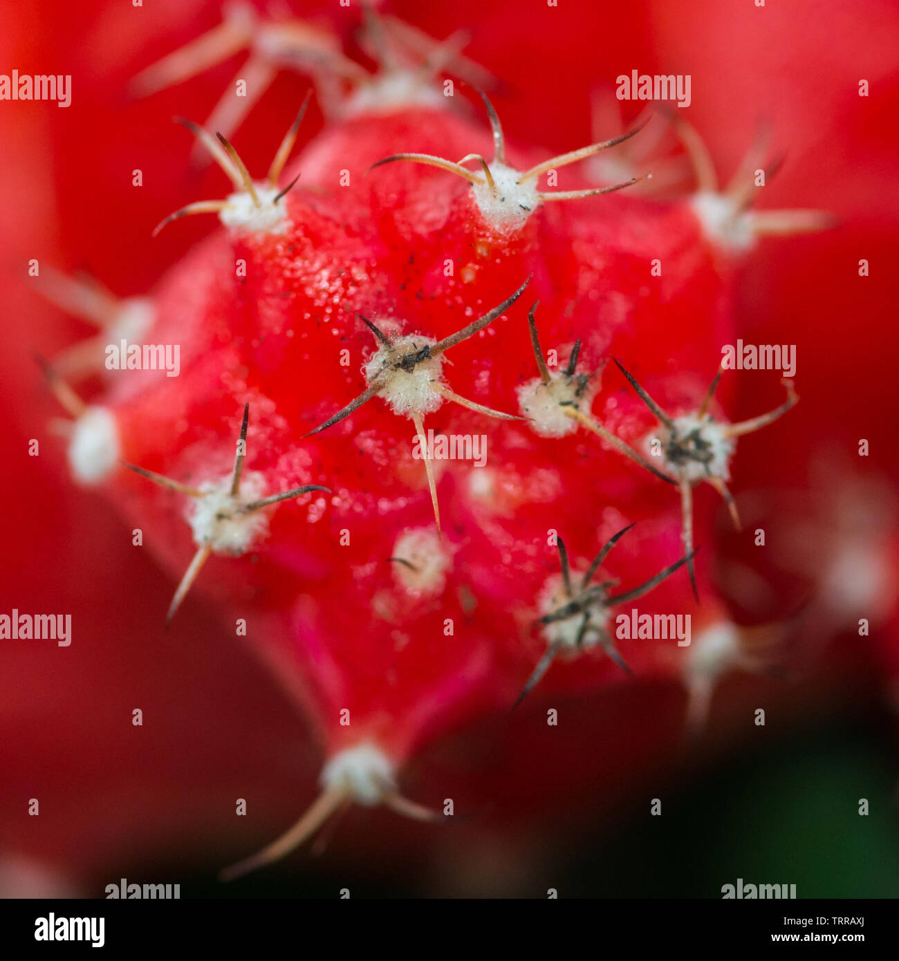 Moon cactus hi-res stock photography and images - Alamy