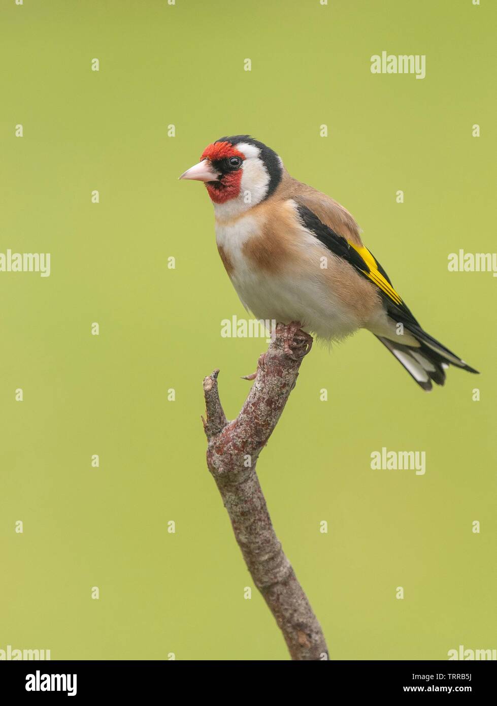 Songbird bird birds goldfinch hi-res stock photography and images - Alamy