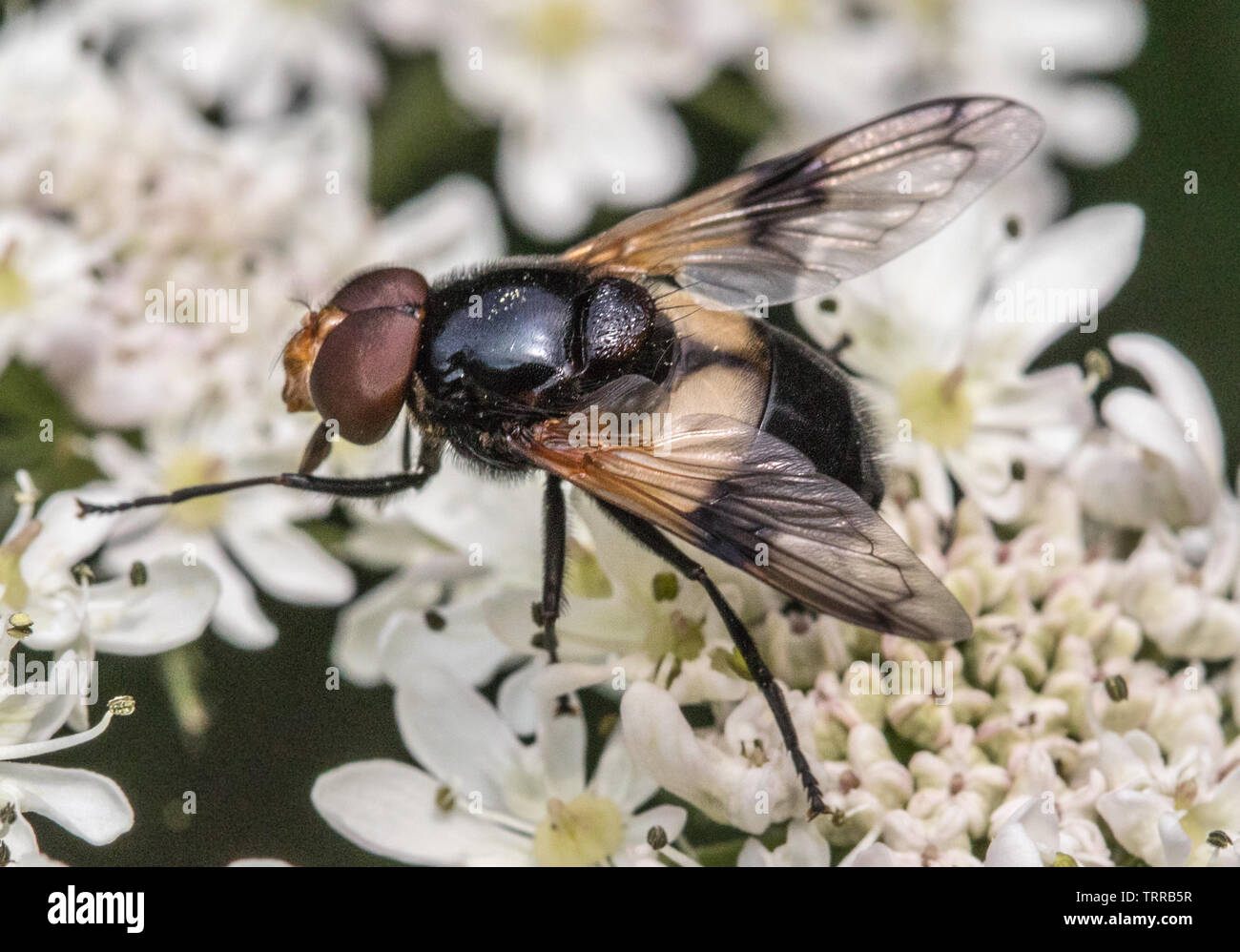 Pollinating insect hi-res stock photography and images - Alamy