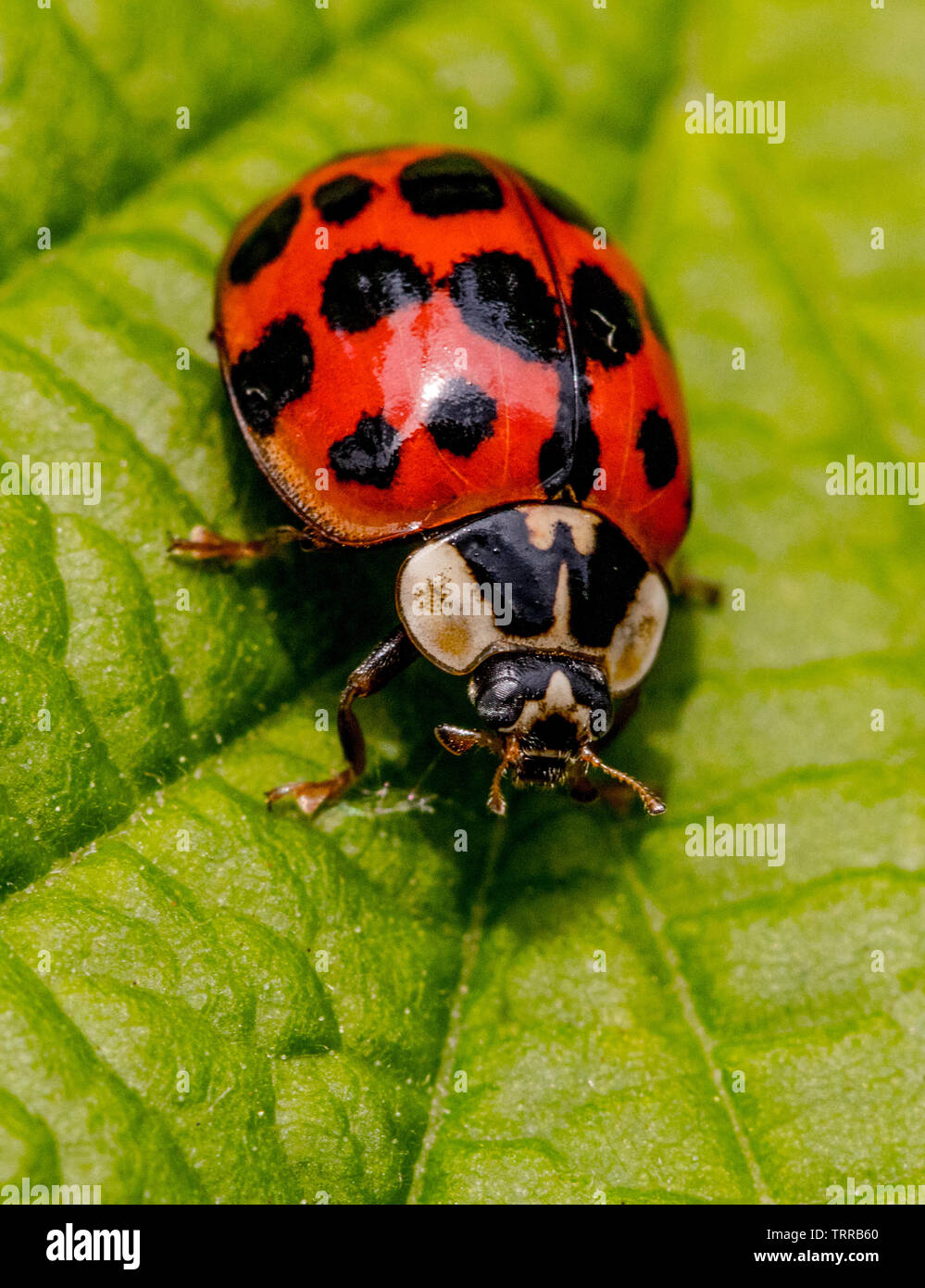 Invasive harlequin ladybird hi-res stock photography and images - Alamy