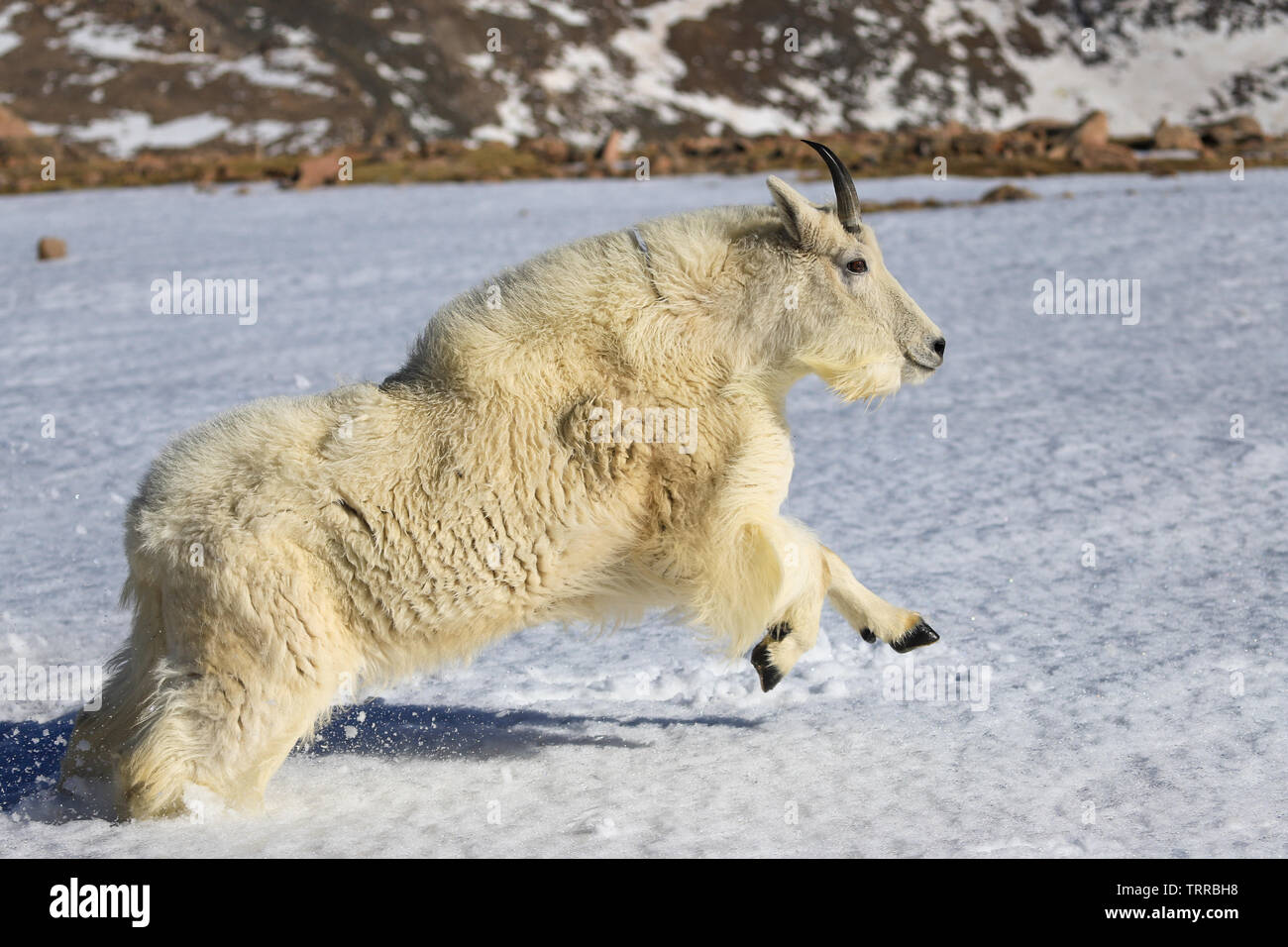 Mountain Goat Running