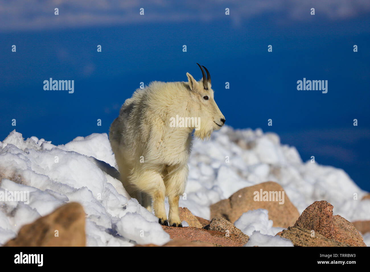 Mount evans wildlife hi-res stock photography and images - Alamy