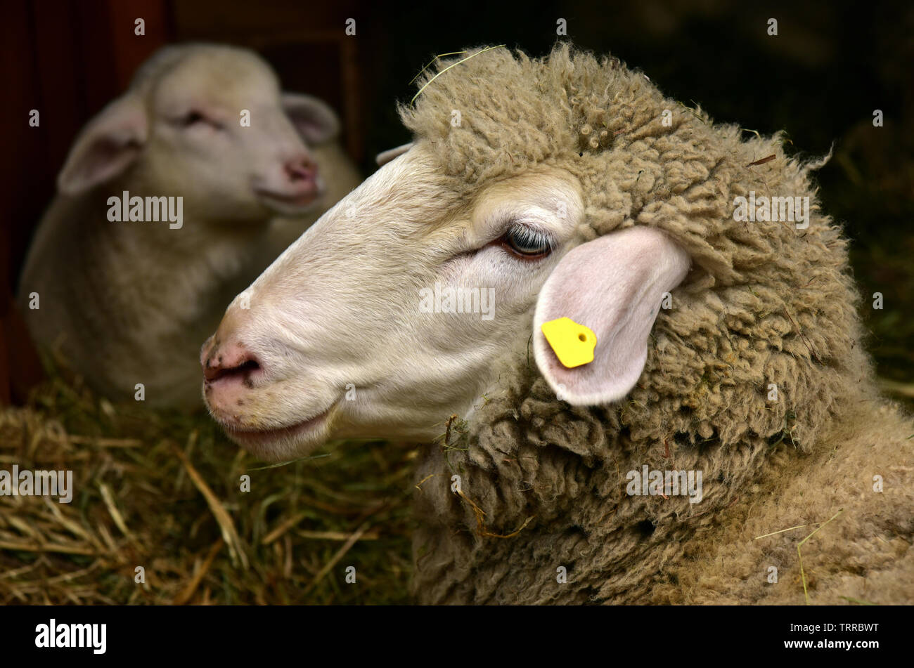 Tender Of Sheep High Resolution Stock Photography and Images - Alamy