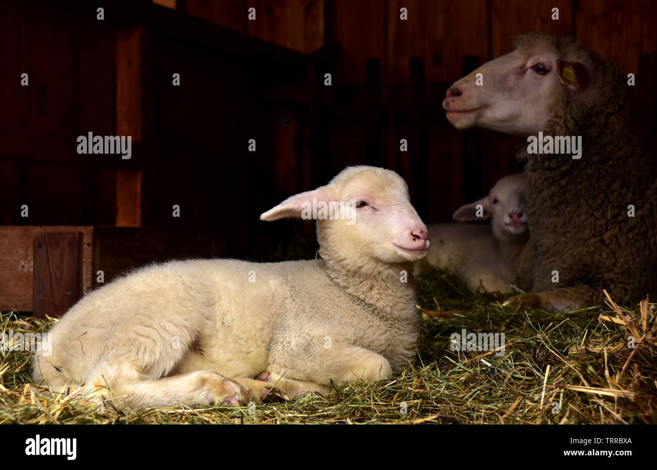 Sheepfold hi-res stock photography and images - Alamy