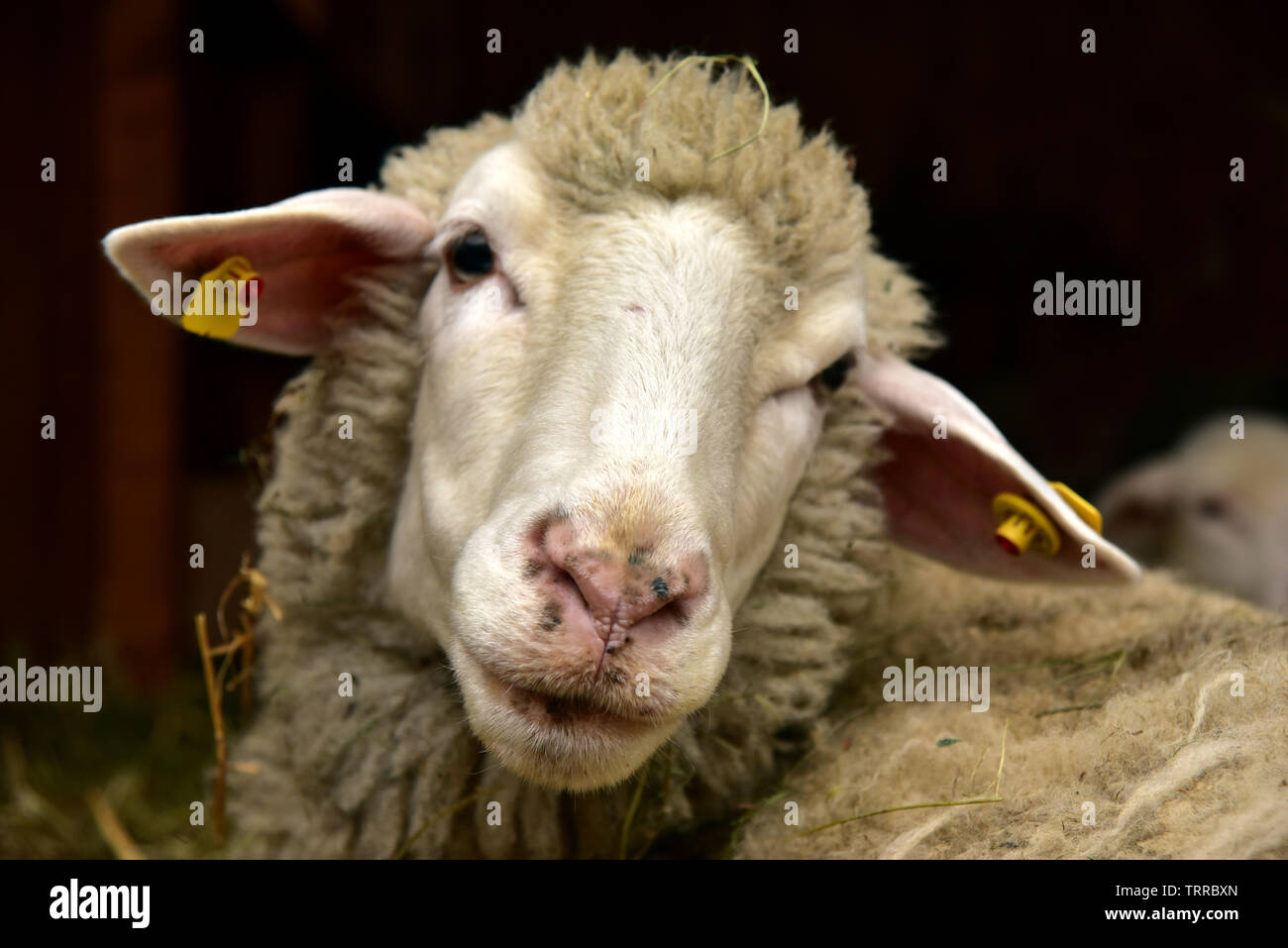 Tender Of Sheep High Resolution Stock Photography and Images - Alamy