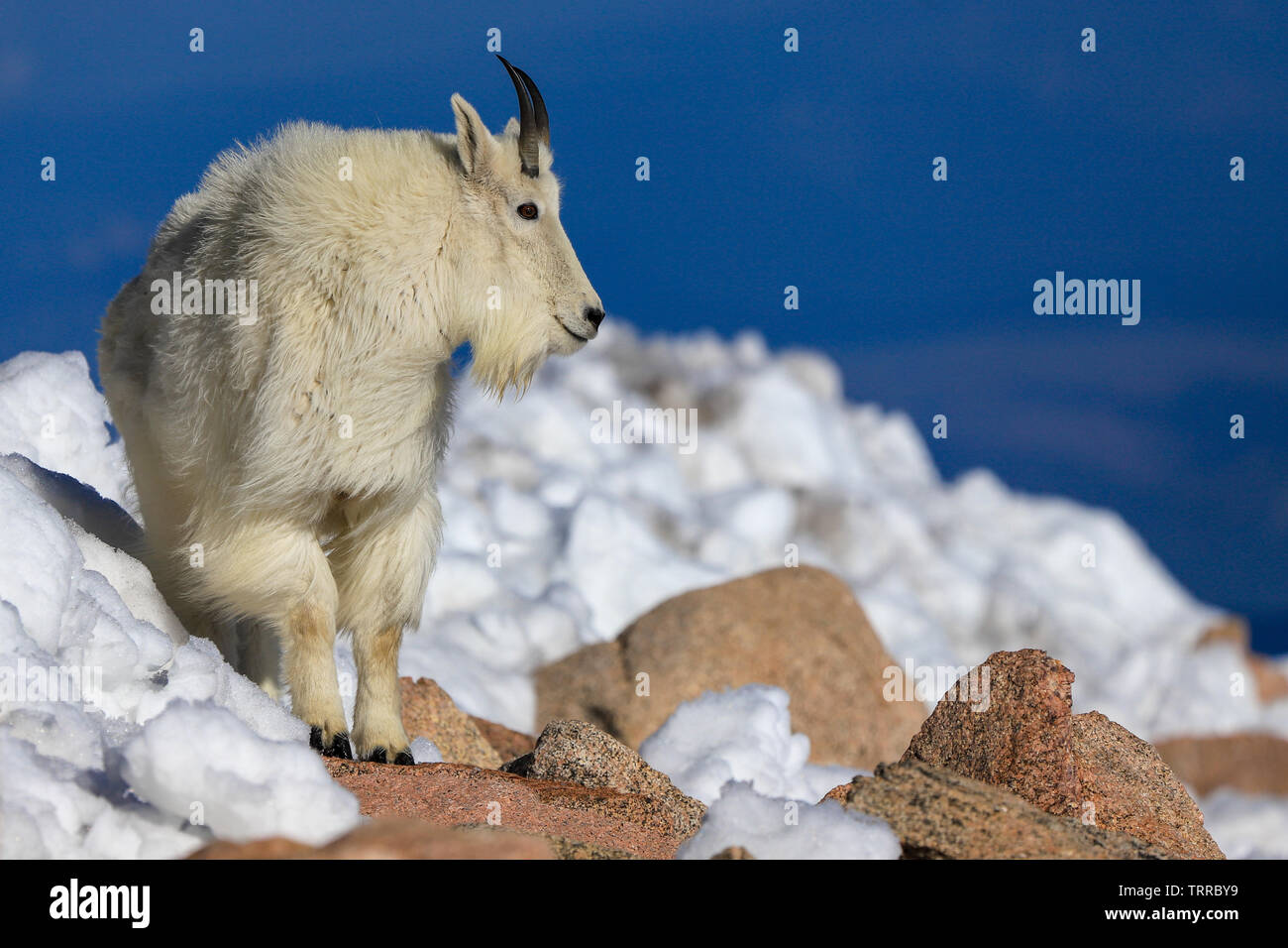 Mount evans wildlife hi-res stock photography and images - Alamy