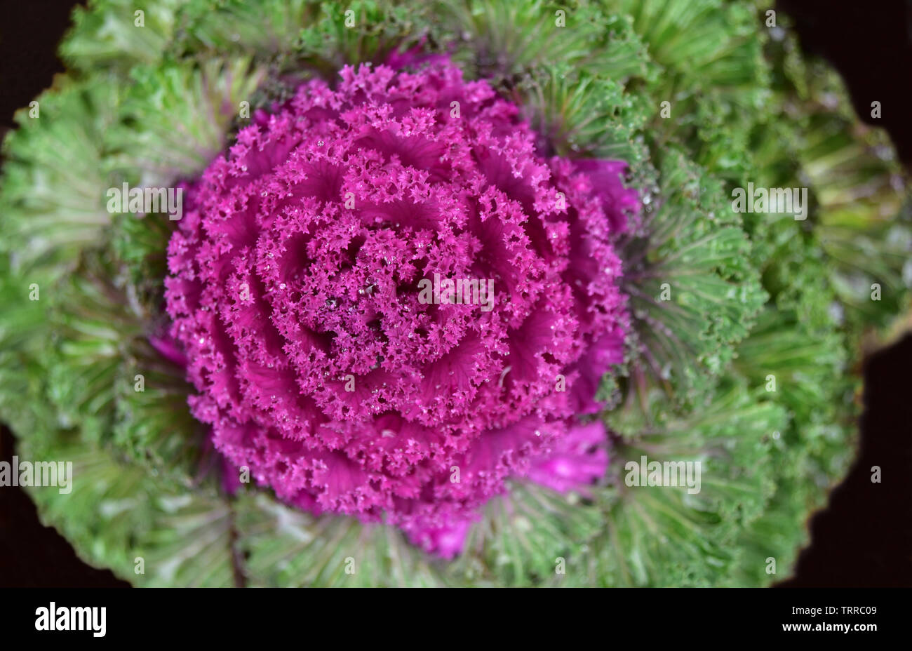 Blossom of a red green cabbage photographed from above Stock Photo - Alamy