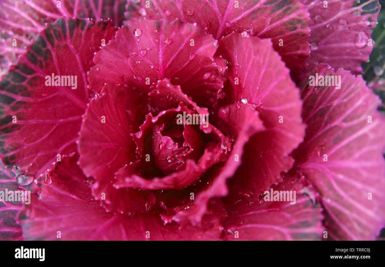 Blossom of a red green cabbage photographed from above Stock Photo - Alamy