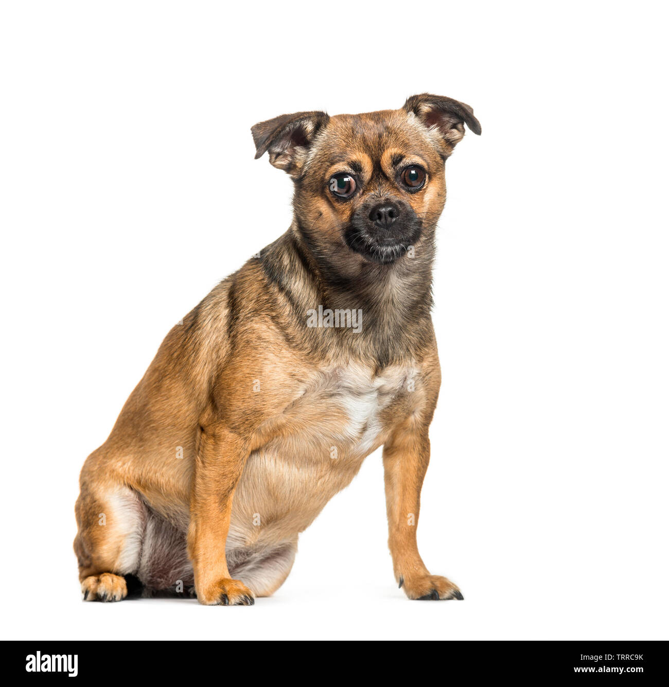 Miniature Pinscher Pekingese Mix