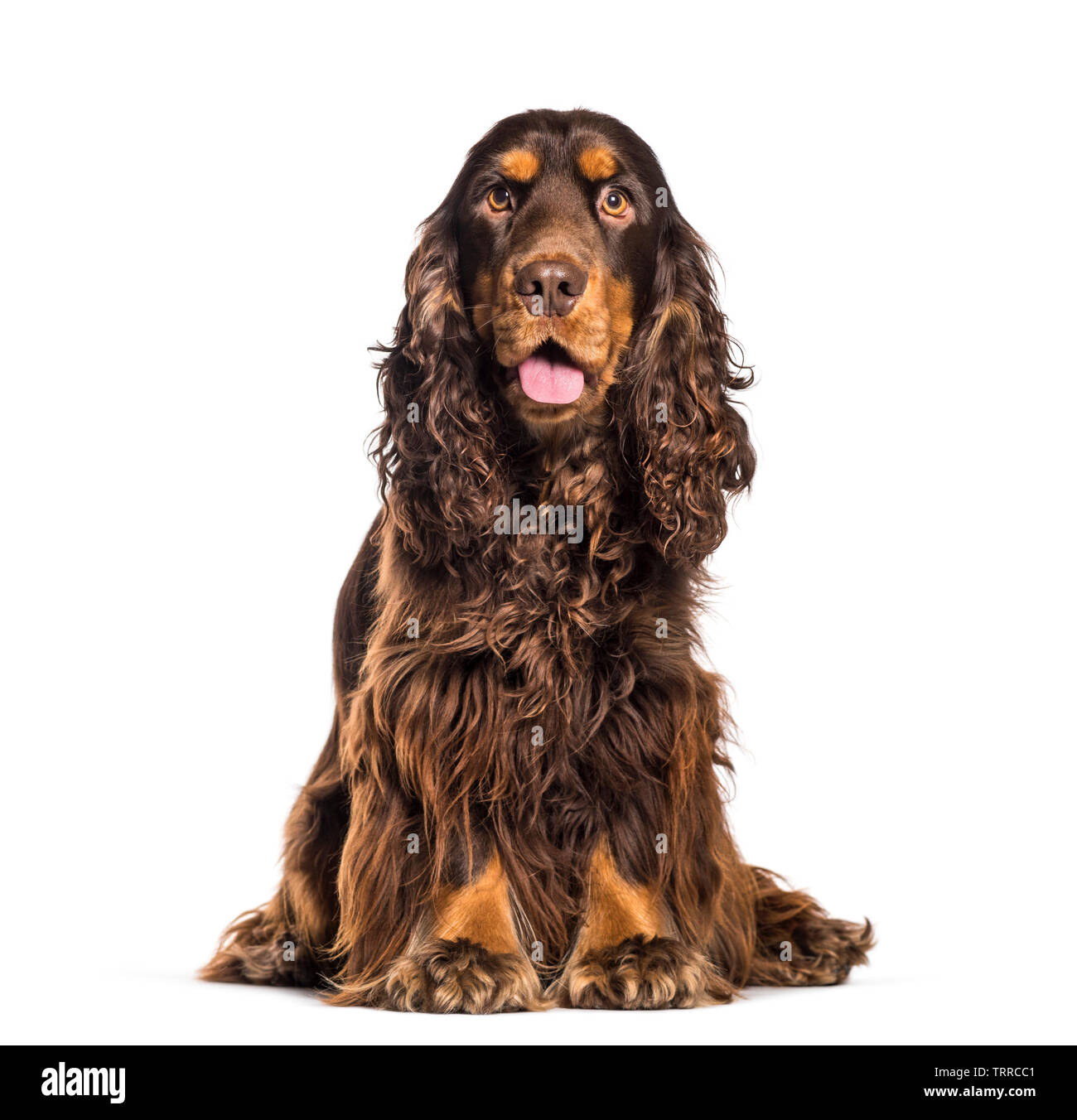English Cocker Spaniel sitting in front of white background Stock Photo ...