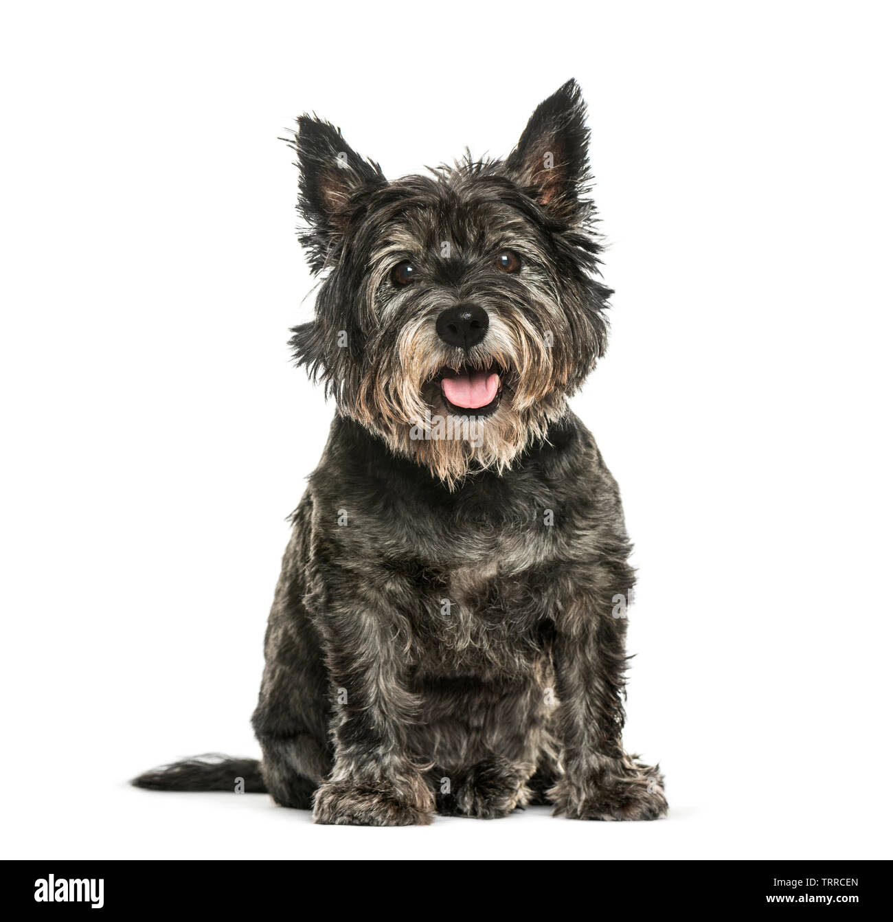 Cairn Terrier sitting in front of white background Stock Photo - Alamy