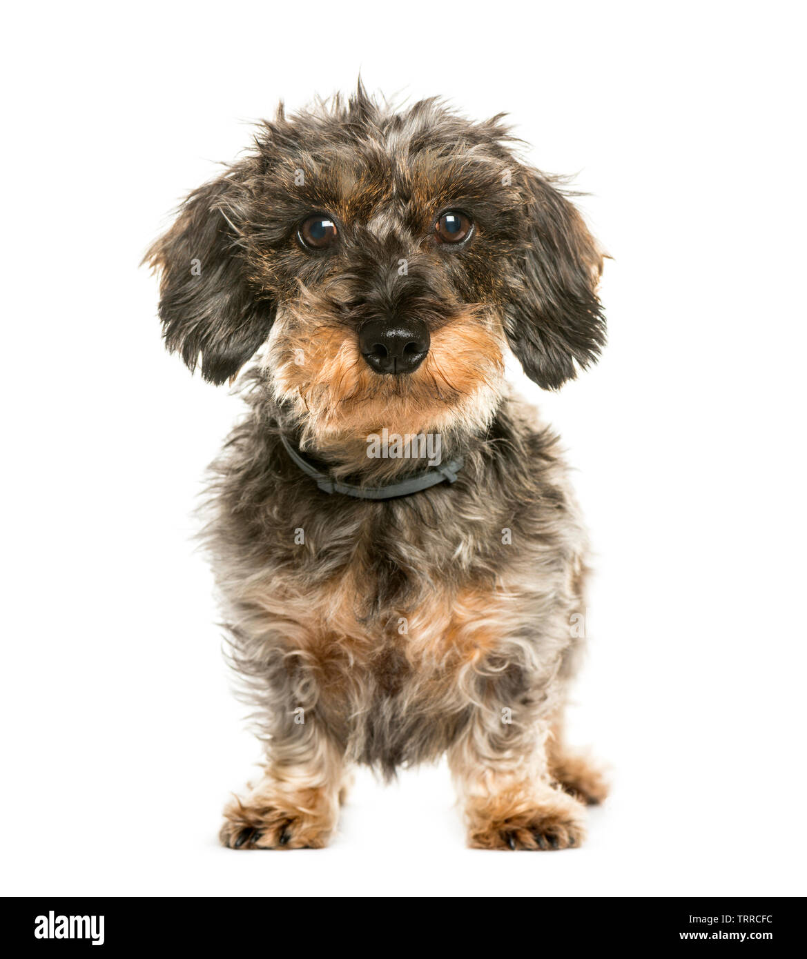 Dachshund, Sausage dog in front of white background Stock Photo - Alamy
