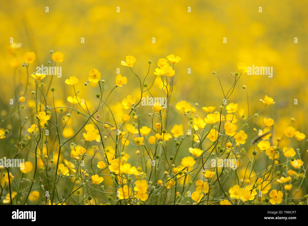Creeping buttercup leaves hi-res stock photography and images - Alamy