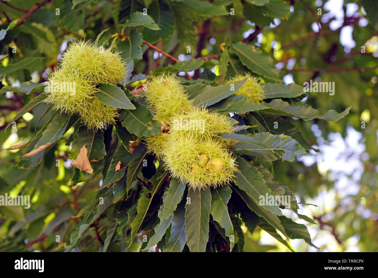 Italy Piedmont lakes area Lago d' Giulio Italian Alps Valsesia Valley ...