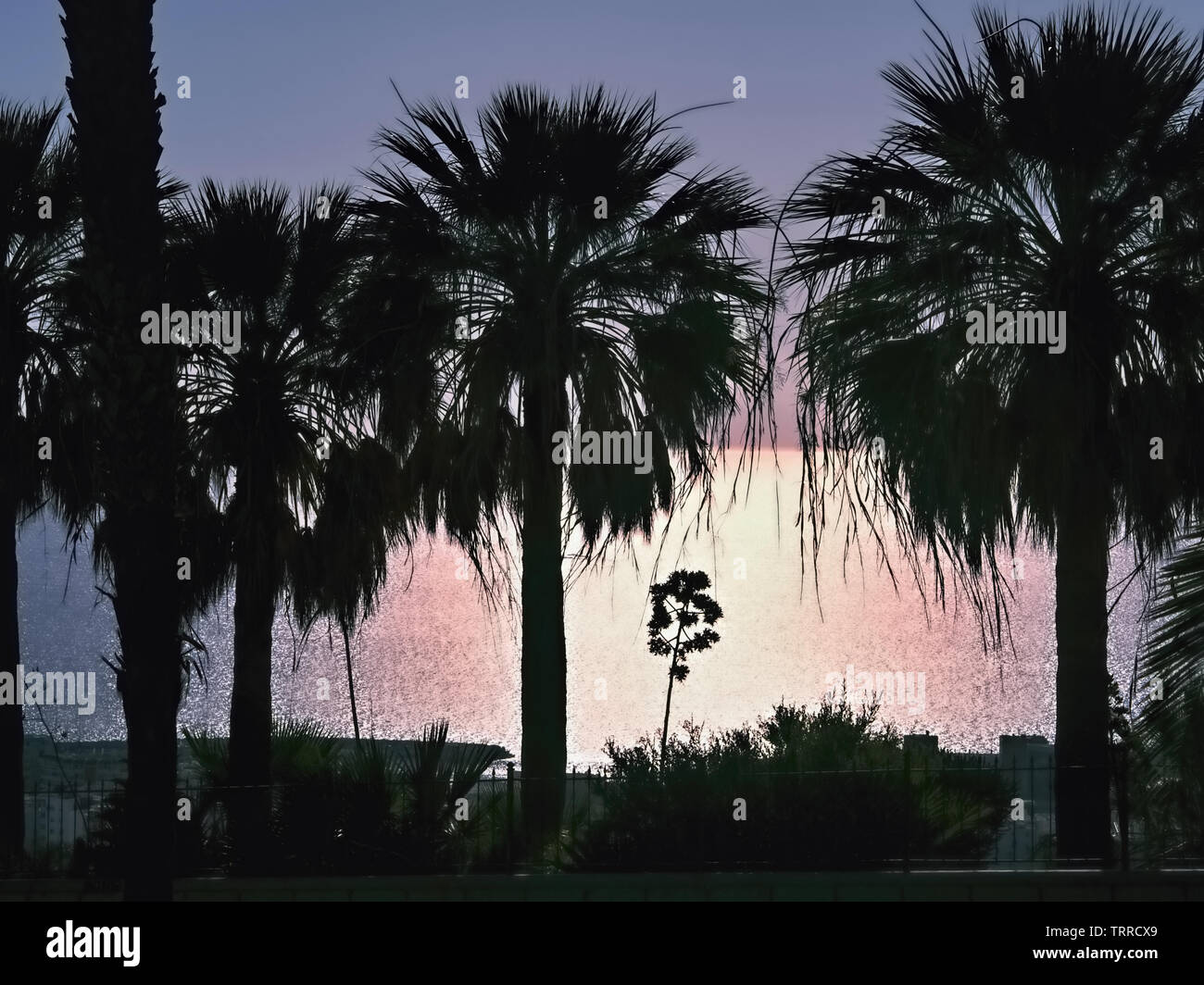 backlit, Sunset, in the foreground three palm trees in silhouette with ...
