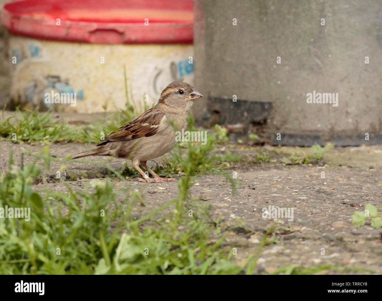 Female sparrow foraging hi-res stock photography and images - Alamy