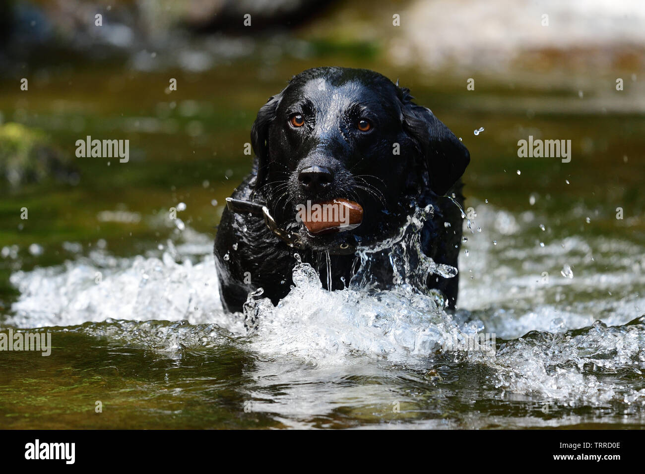 Portrait of a wet black Labrador running through a river with a stone ...