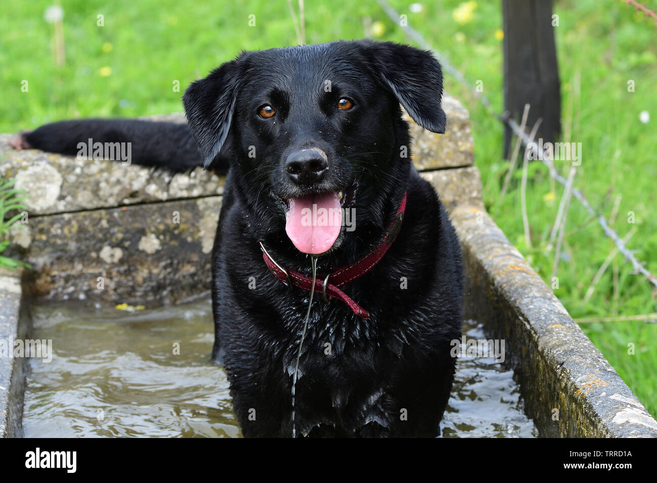 Close up portrait of a wet black Labrador standing in a water trough ...