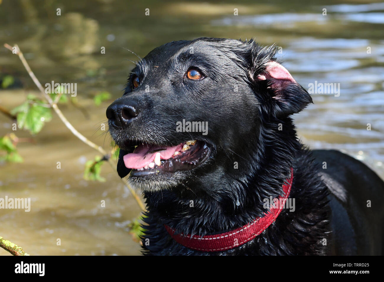 Ear inside out hi-res stock photography and images - Alamy