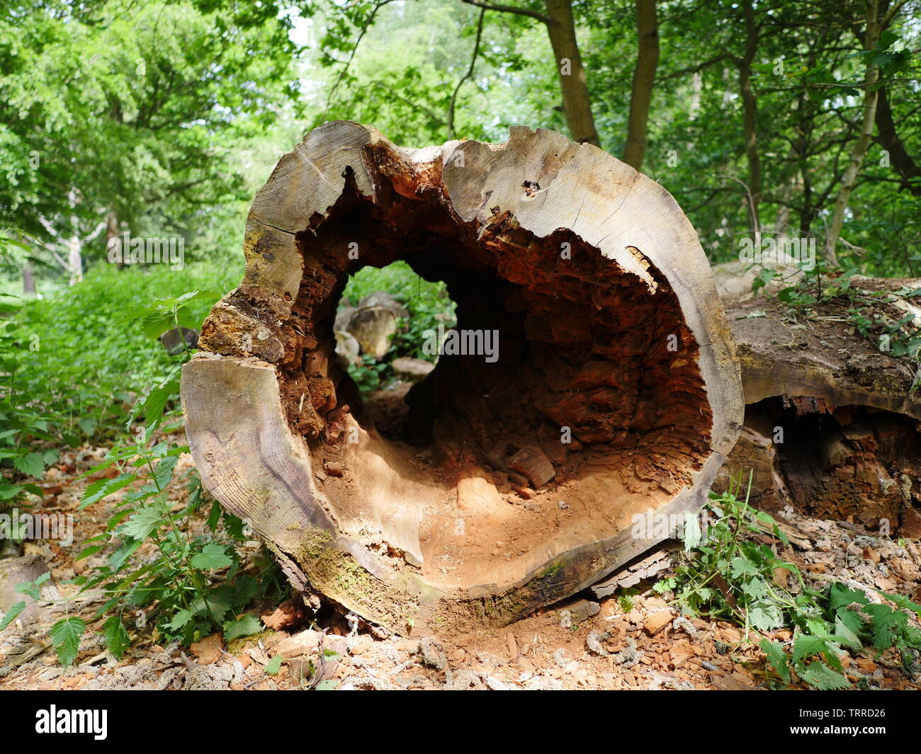 Dead_tree hi-res stock photography and images - Alamy