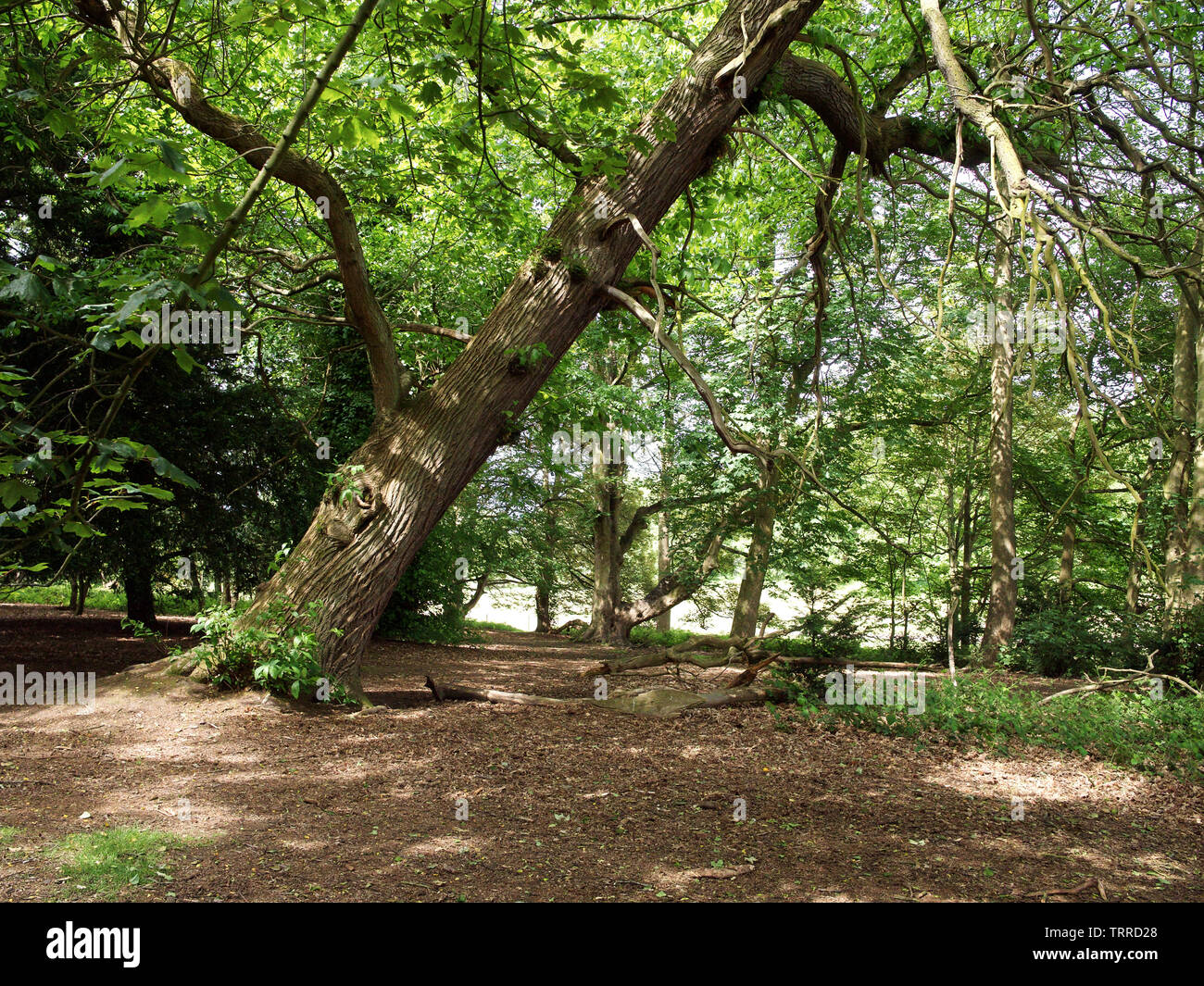 Wonky oak tree hi-res stock photography and images - Alamy