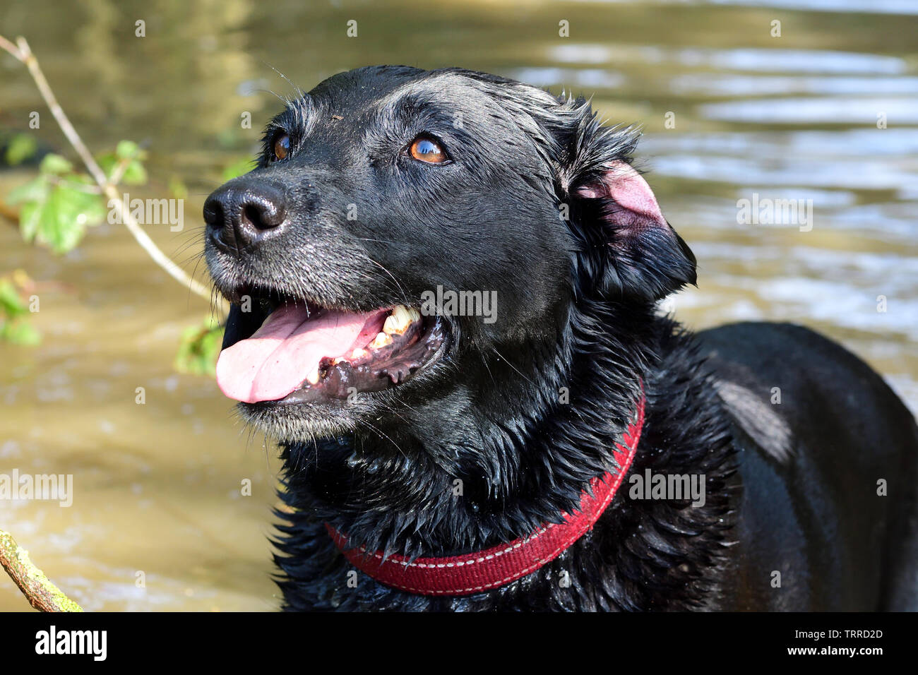 Portrait of a wet black Labrador standing in the water with an inside ...