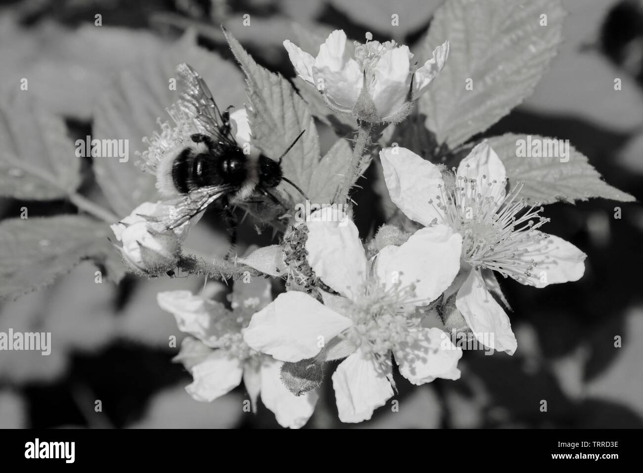 Bumble Bee on Bramble Flower Stock Photo - Alamy