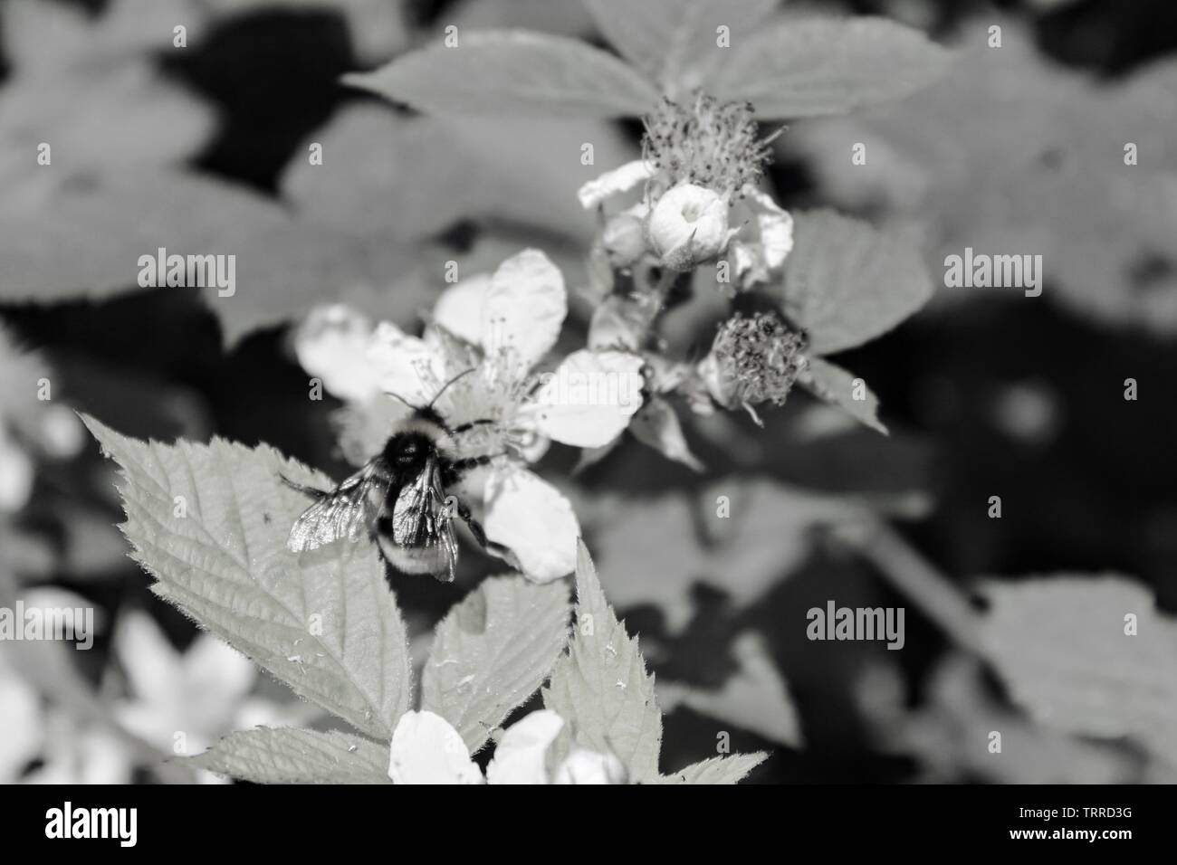 Bumble Bee on Bramble Flower Stock Photo - Alamy