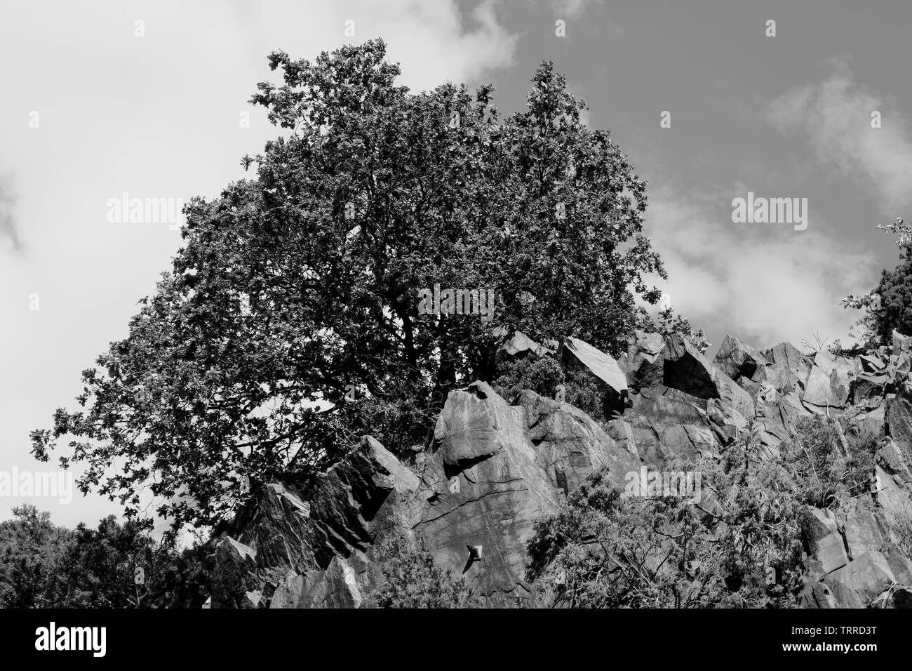 Quarry-face with Tree Stock Photo - Alamy