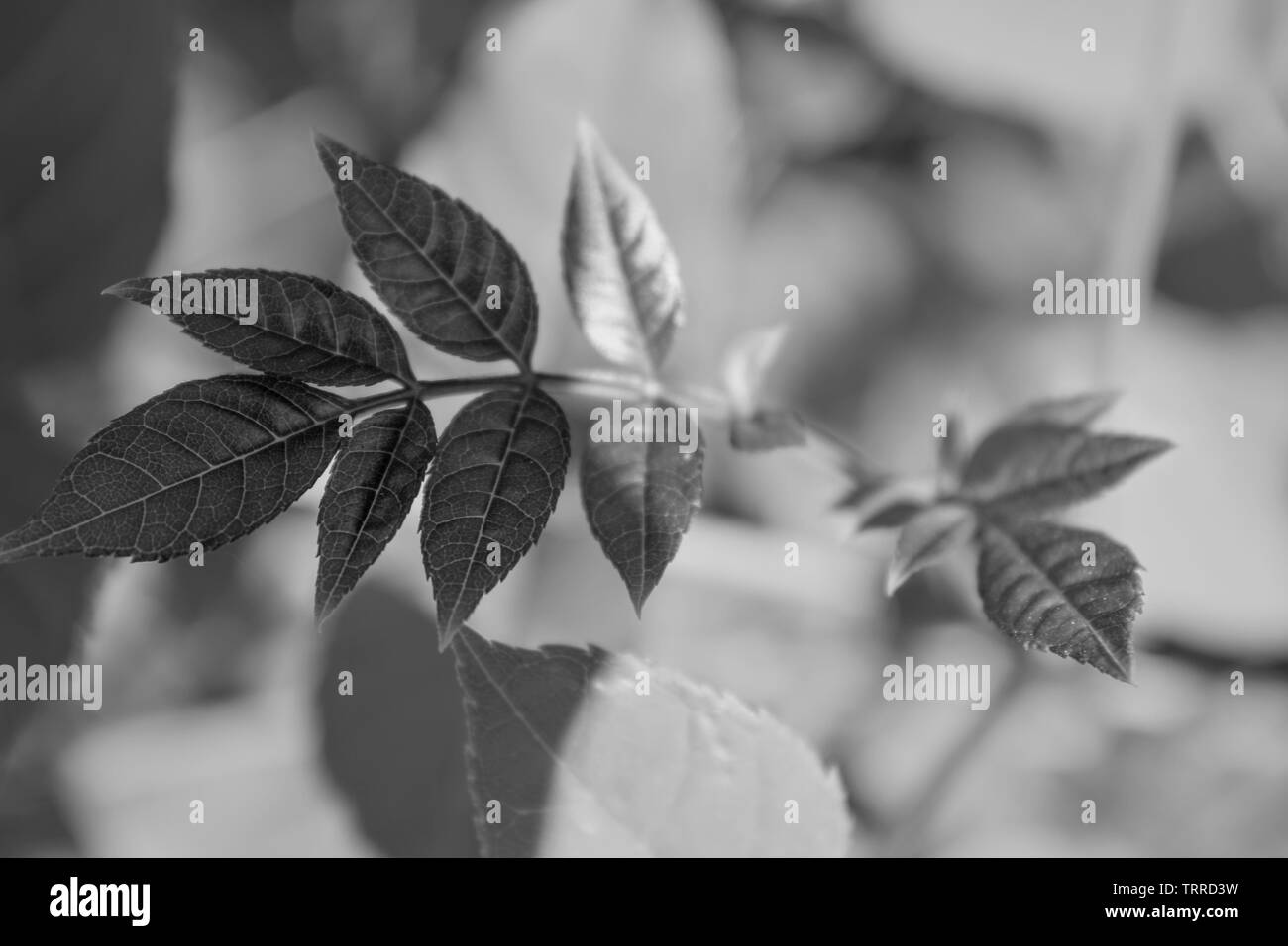 Rowan leaf hi-res stock photography and images - Alamy
