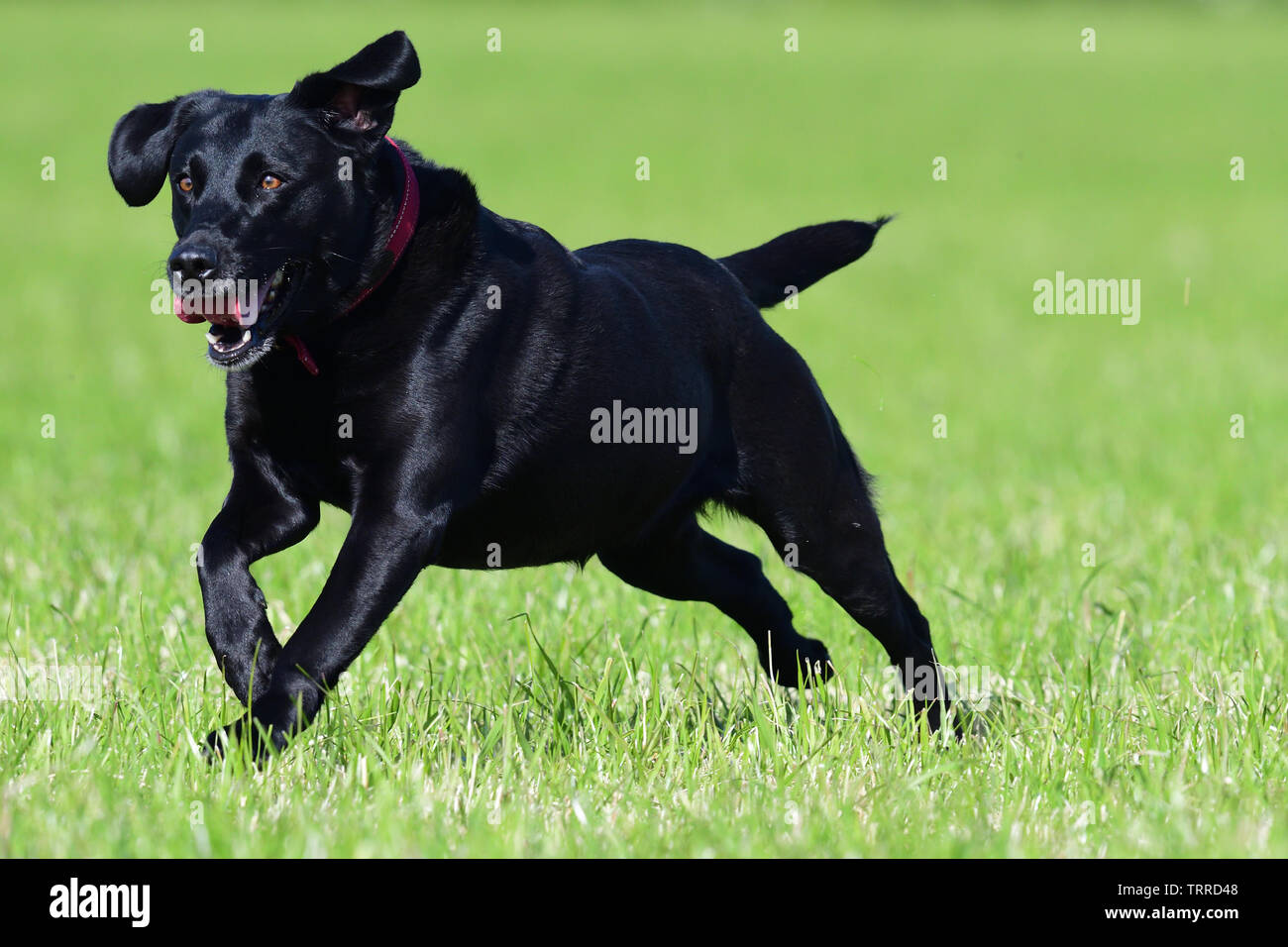 Black Lab Dog Running