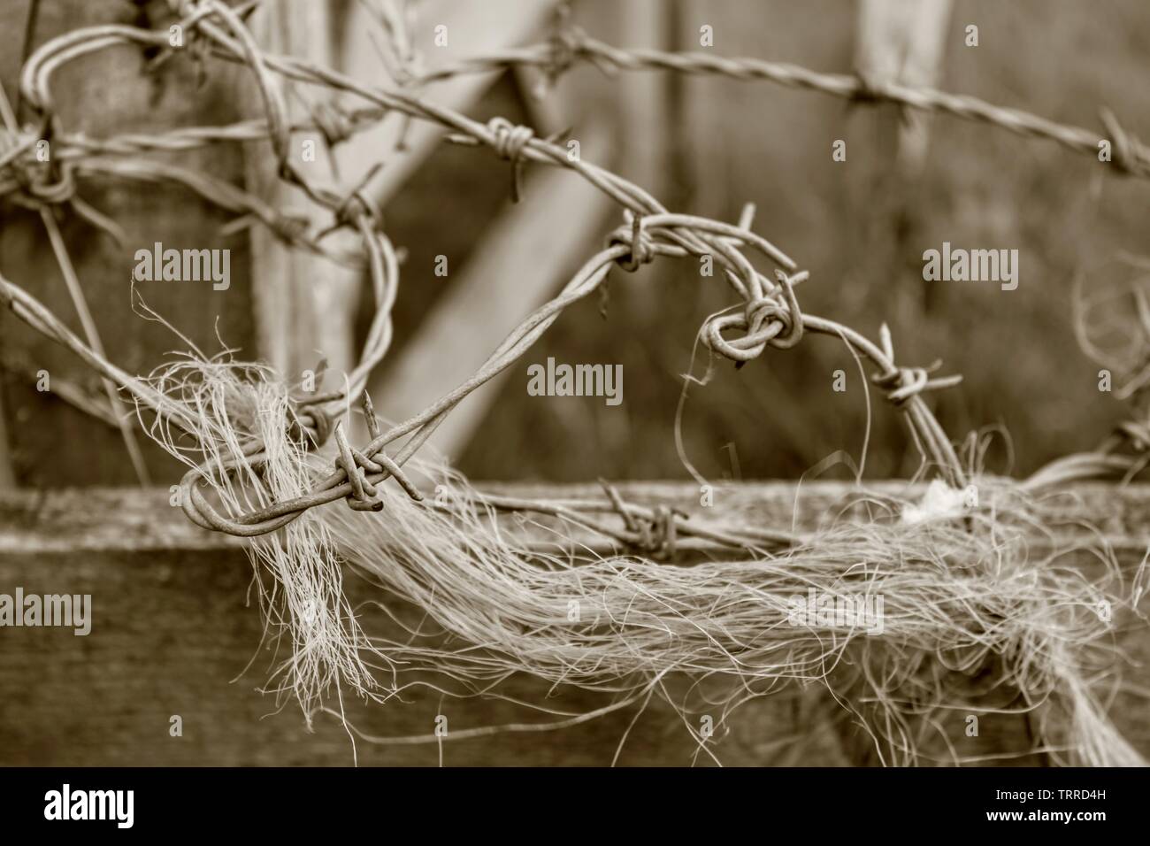 Barbed Wire and String Stock Photo - Alamy