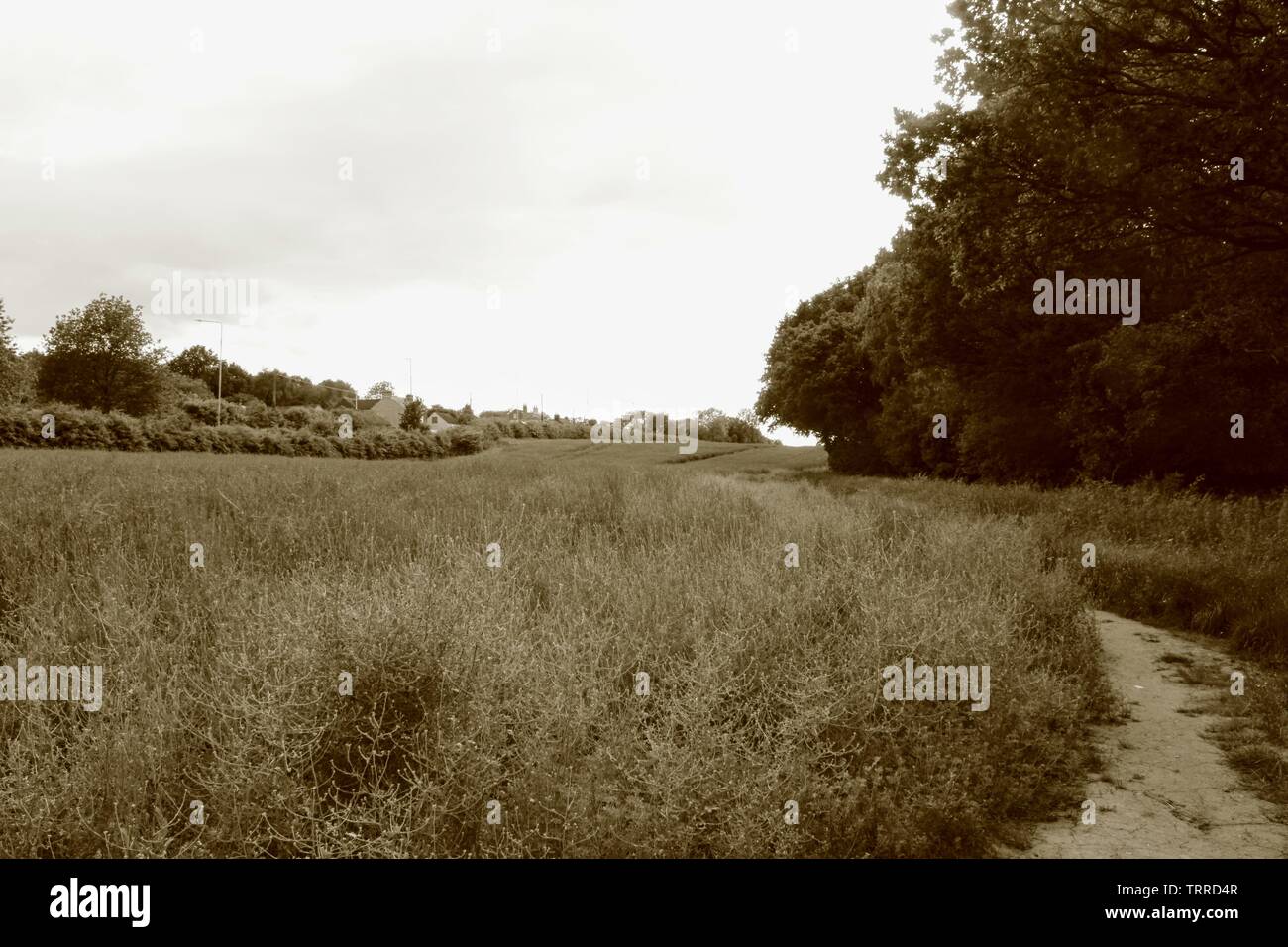 Field in Sepia Stock Photo - Alamy