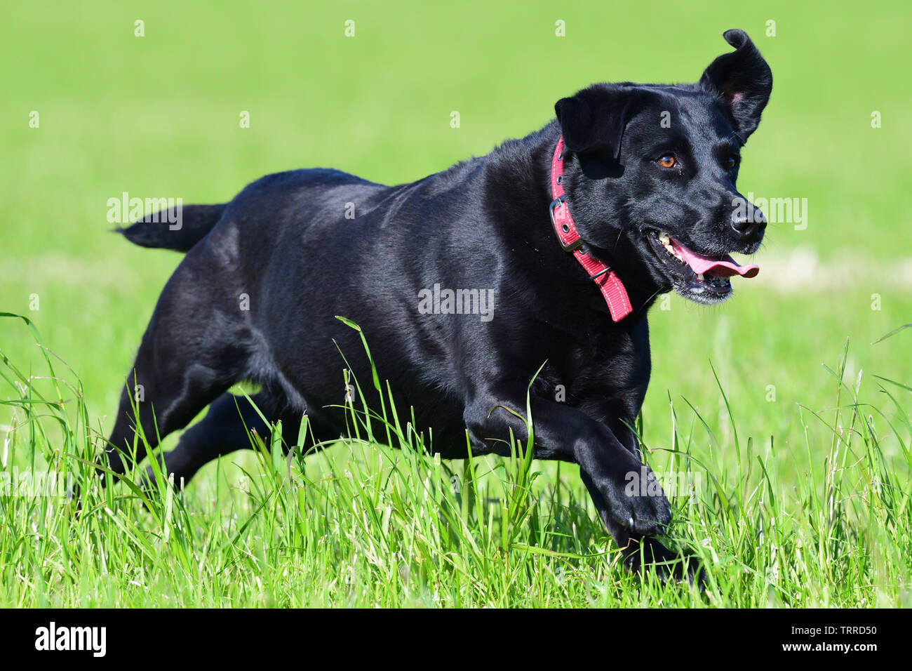 Labrador running through grass hi-res stock photography and images - Alamy
