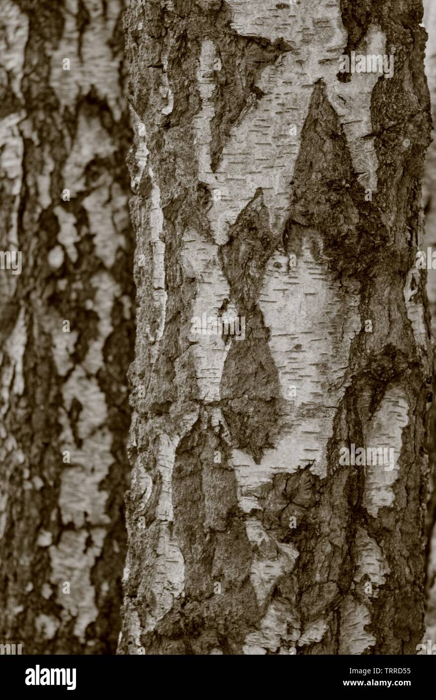 Birch texture hi-res stock photography and images - Alamy