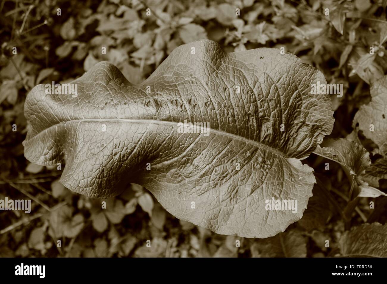 Dock leaf hi-res stock photography and images - Alamy