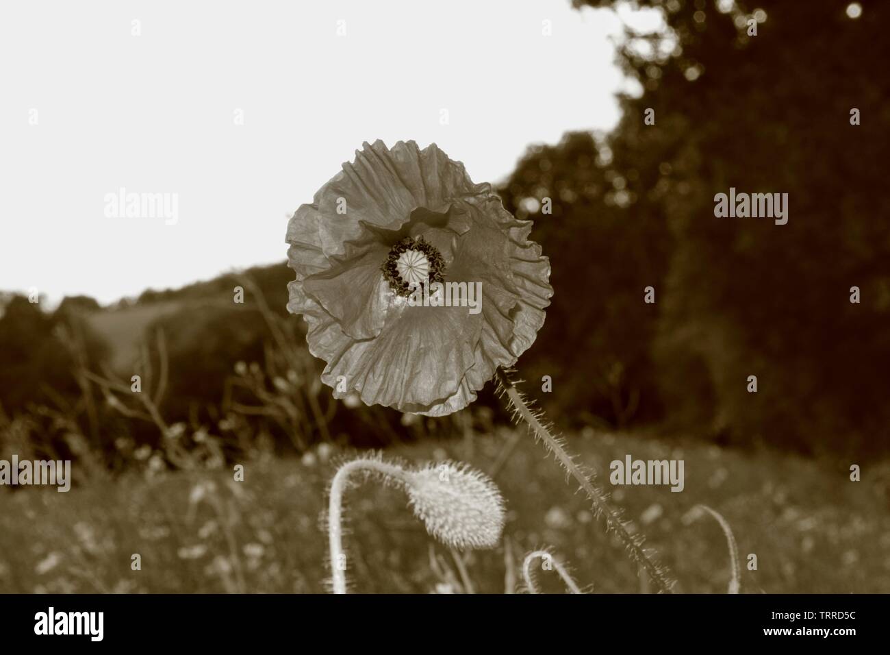 Sepia poppy hi-res stock photography and images - Alamy