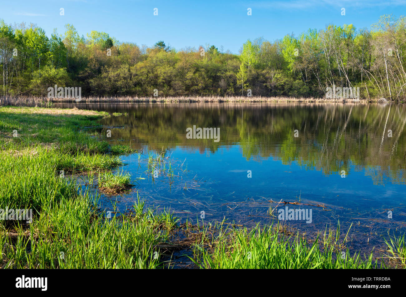 Marsh grasses hi-res stock photography and images - Alamy
