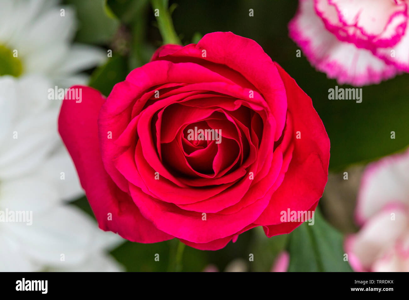 A close-up shot of a red Rose Stock Photo - Alamy
