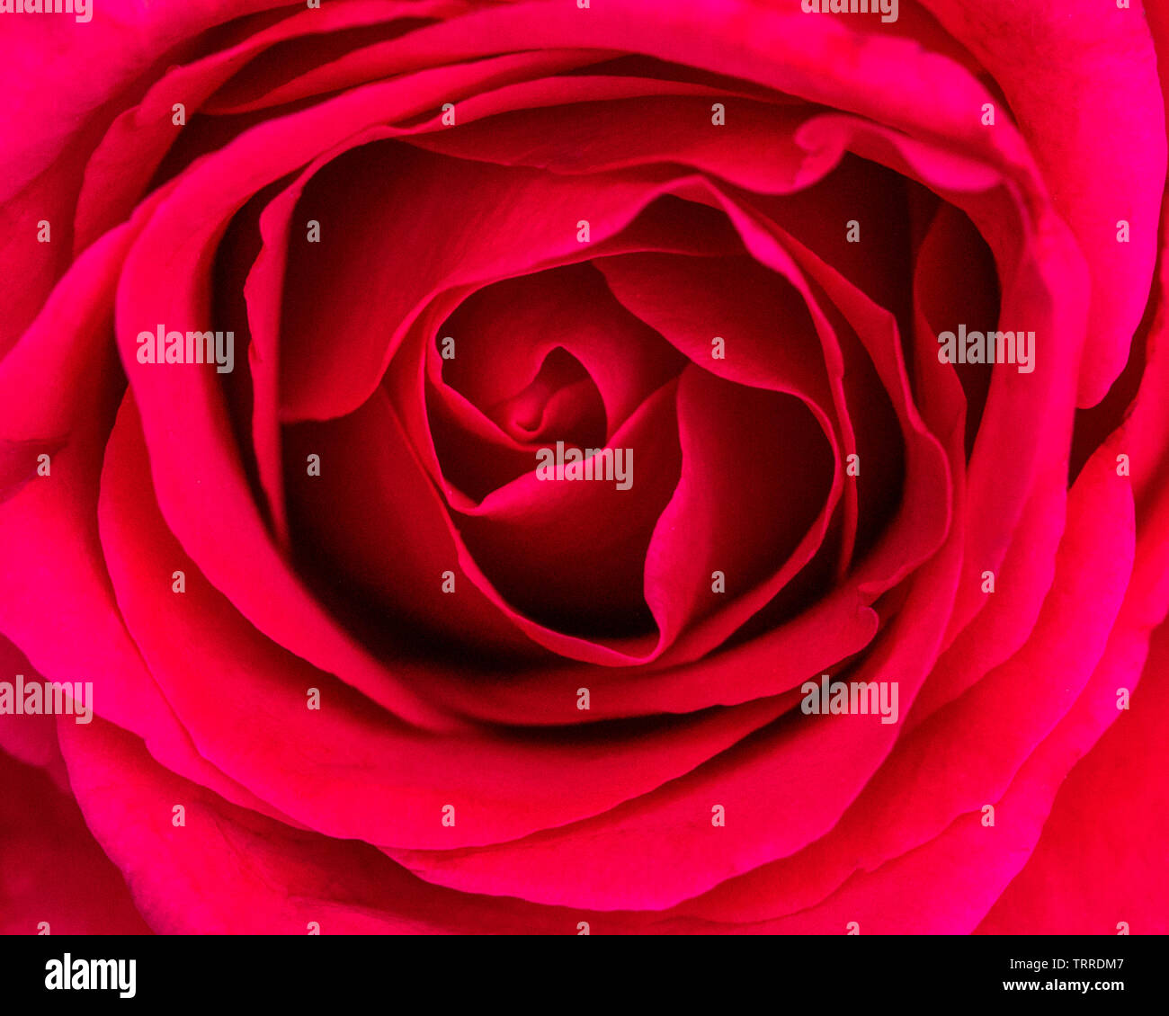 A close-up shot of a red Rose Stock Photo - Alamy