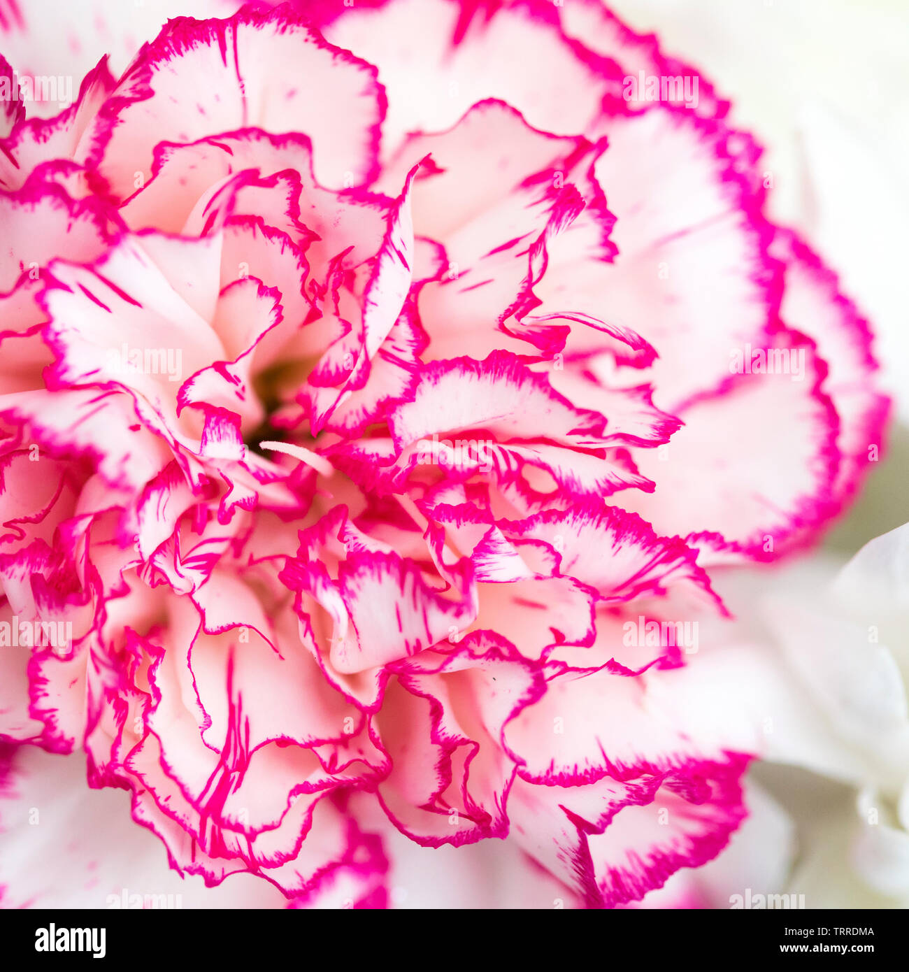 A close-up shot of a Carnation flower Stock Photo - Alamy