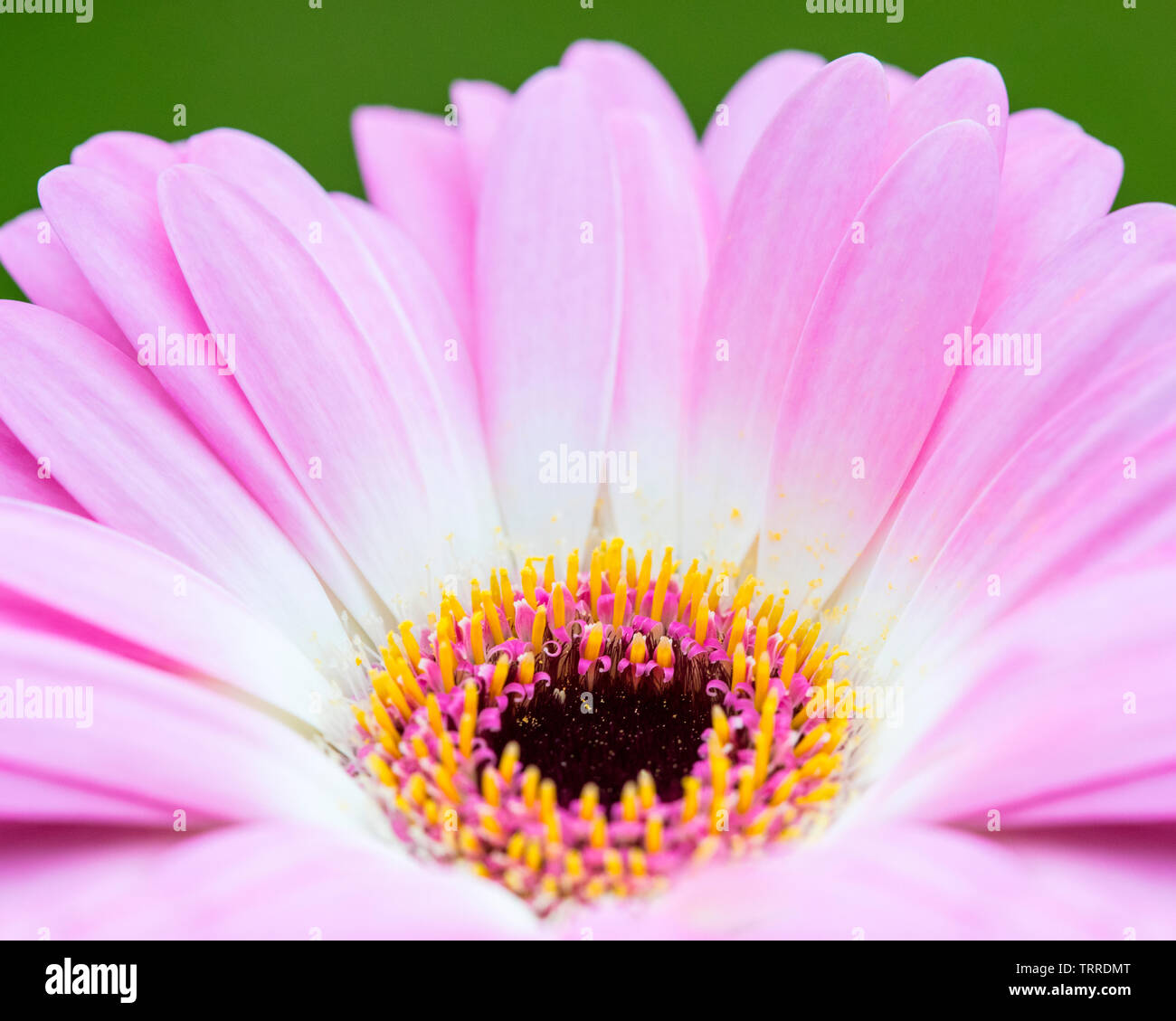 Pink gerbera flower genus plant hi-res stock photography and images - Alamy