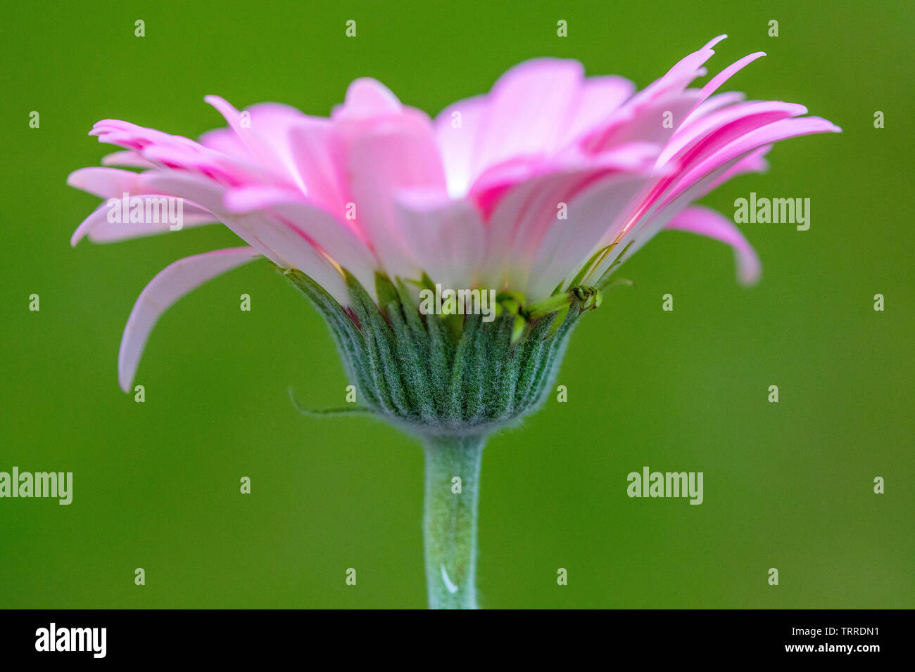 A close-up shot of a Gerbera flower Stock Photo - Alamy