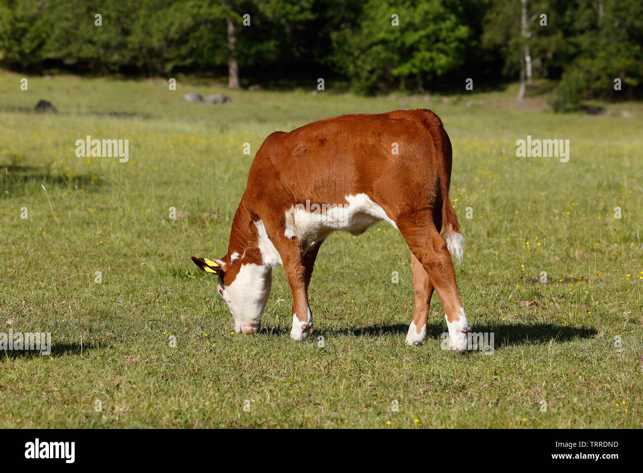 Calf eating grass hi-res stock photography and images - Alamy